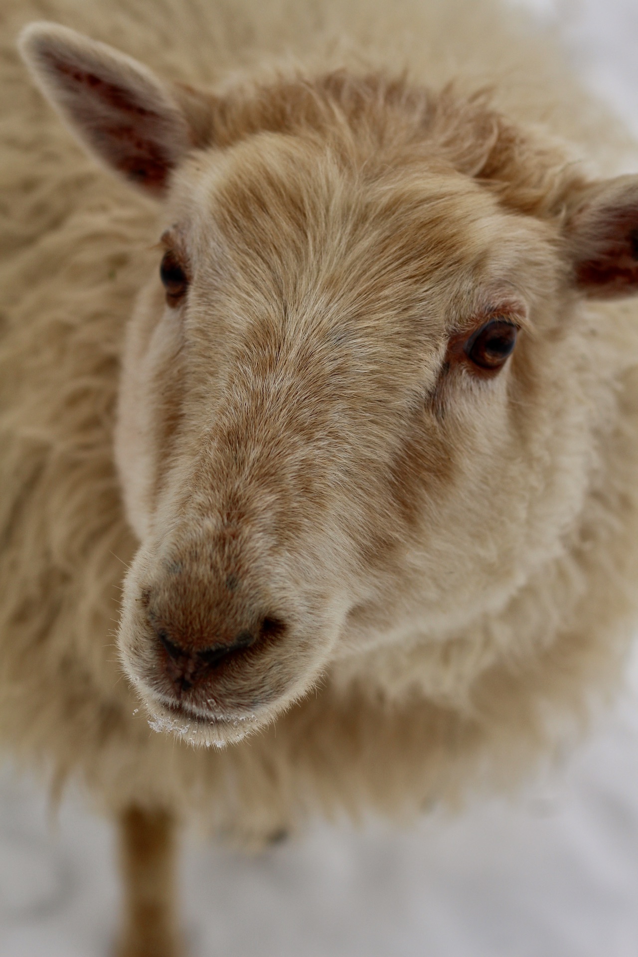 Triple Purpose Sheep – bowmanheritage.com