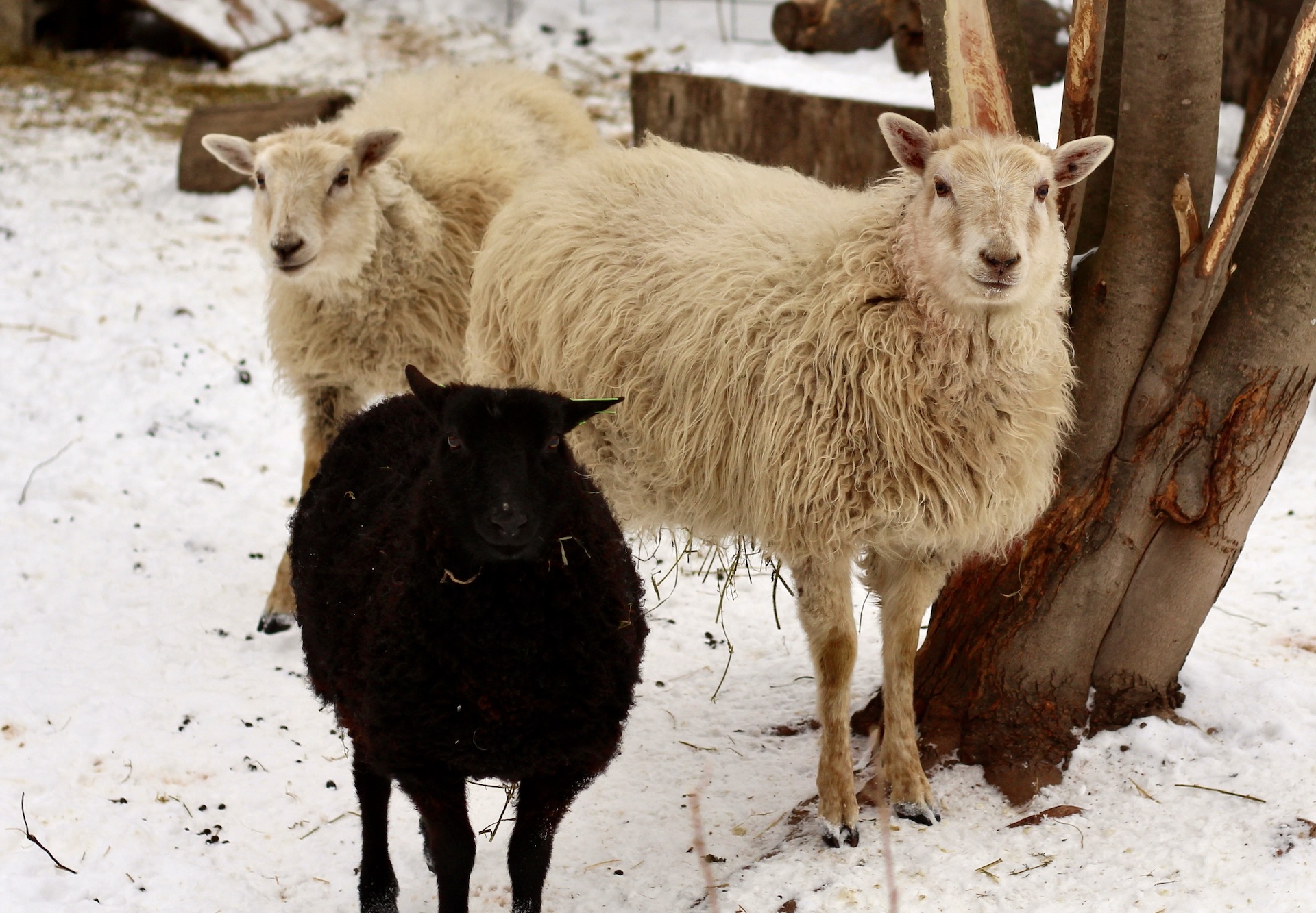 Triple Purpose Sheep – bowmanheritage.com